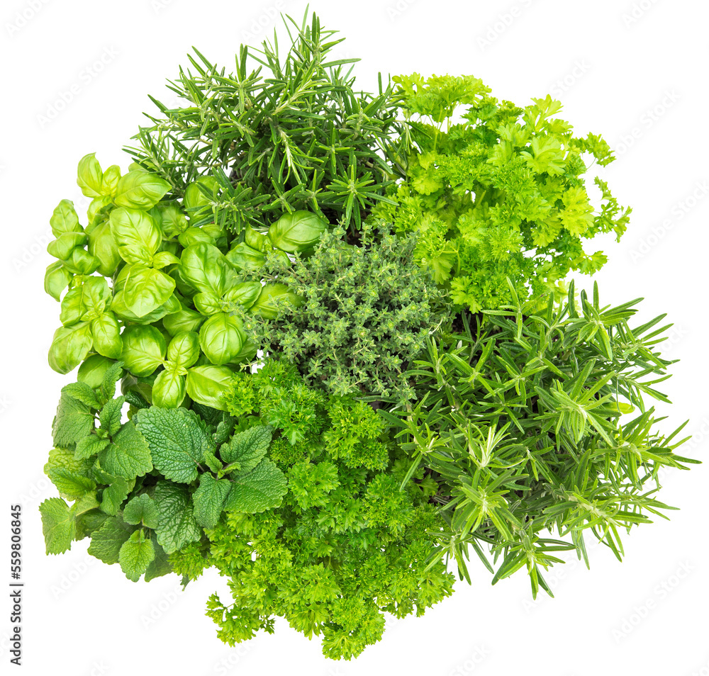 PNG Kitchen herbs isolated on transparent background. Fresh green ...