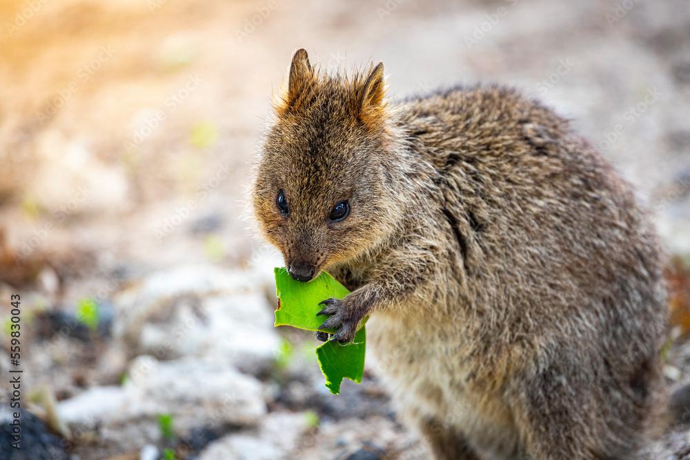 portrait of cute wild quokka eating a leaf on rottnest island in western australia; adorable ...