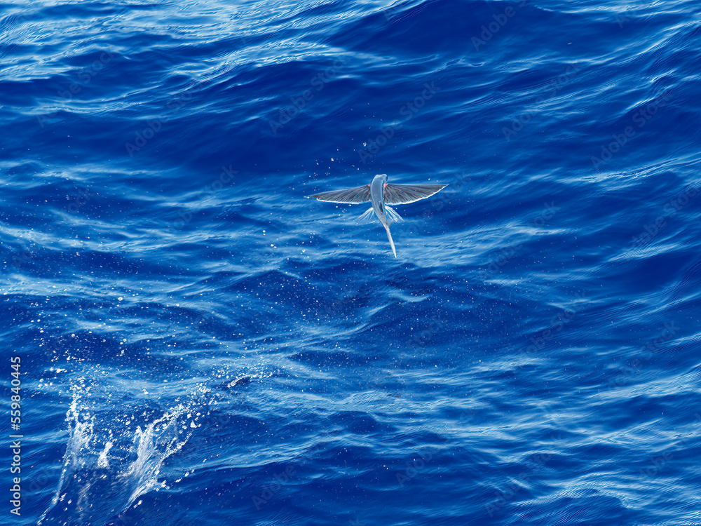 Flying fish (Scientific : Exocoetidae), a family of marine fish in the ...