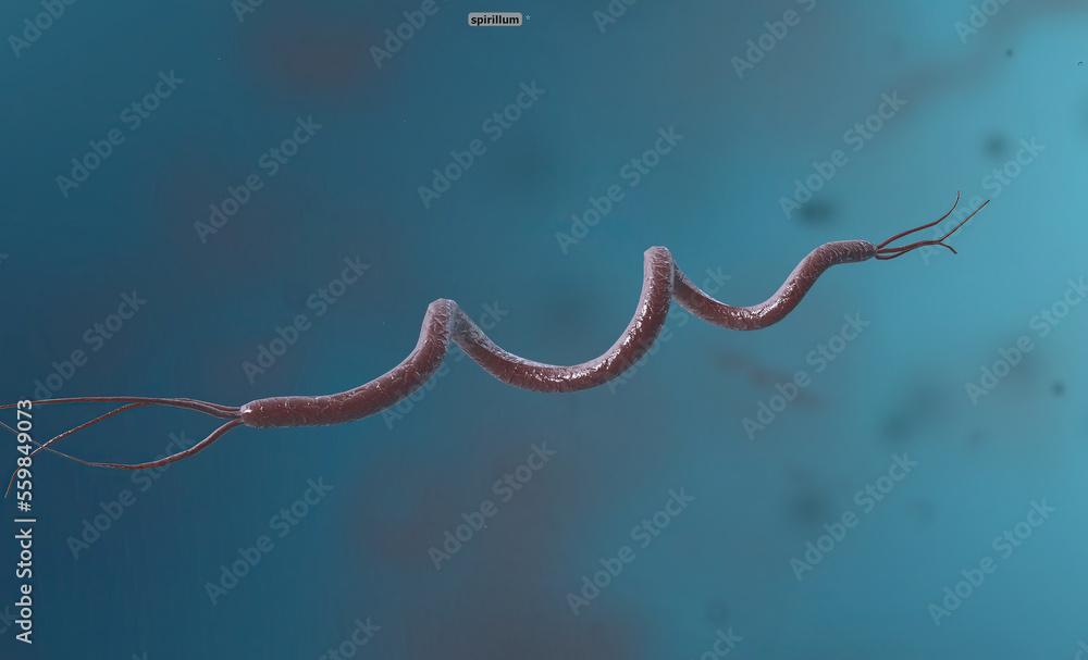 Spirillum is a bacterium from the Proteobacteria phylum with a spiral-shaped cell morphology ...