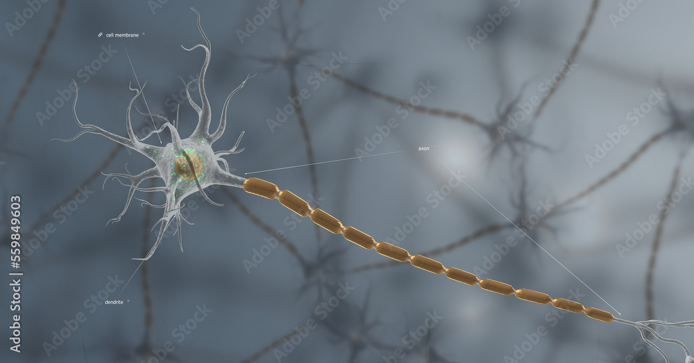 A typical neuron consists of a cell body, dendrites, and a single axon ...