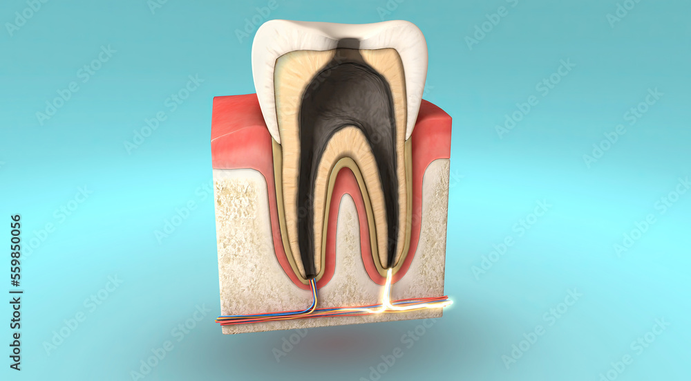 Anatomy of the tooth and gums and the supporting structures surrounding ...