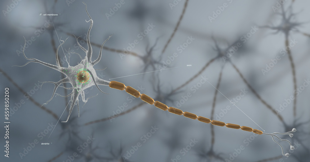 A typical neuron consists of a cell body, dendrites, and a single axon ...