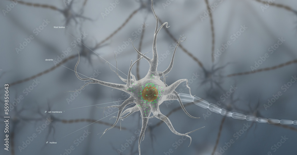 A typical neuron consists of a cell body, dendrites, and a single axon ...
