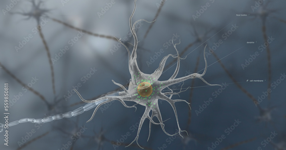 A typical neuron consists of a cell body, dendrites, and a single axon ...