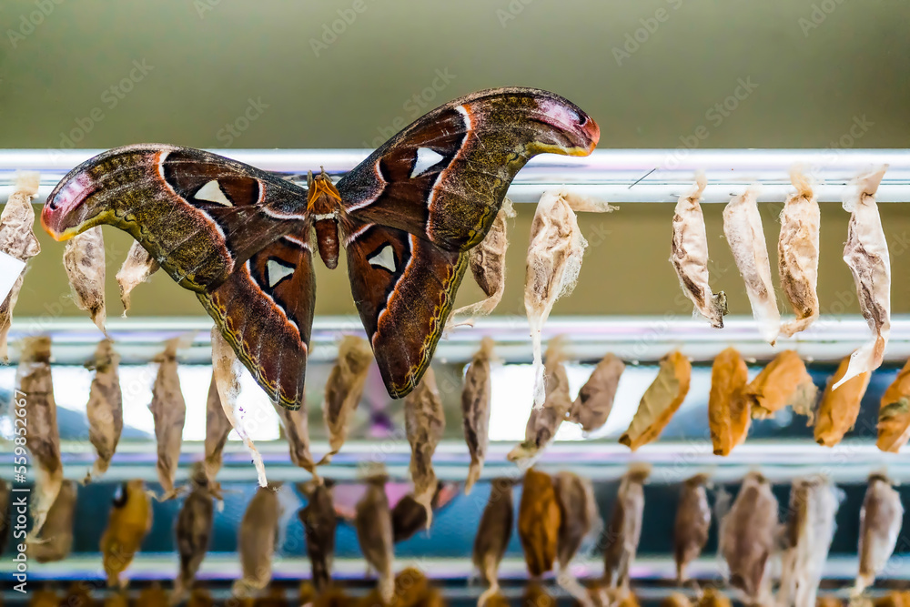 Attacus atlas and nymphs in the incubation chamber Stock Photo | Adobe ...