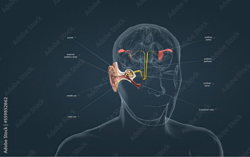 Sound passes through the ear and carries signals to the brain stem ... Sound passes through the ear and carries signals to the brain stem ...