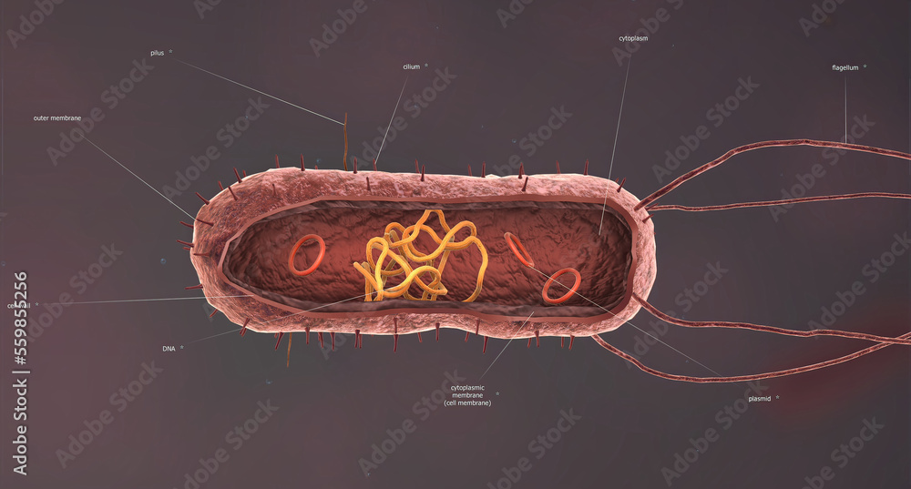 Bacteria are a simple form of life known as prokaryotes. Stock ...