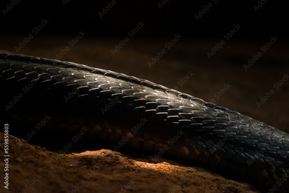 Macro shot of King cobra textured skin, scaly skin of snake. Stock ...