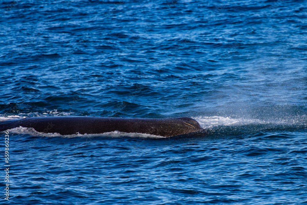 Beautiful, impressive large sperm whale emerging from the surface and ...