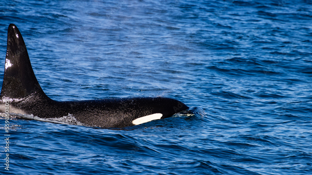 Beautiful, impressive large killer whale male emerging from the surface ...