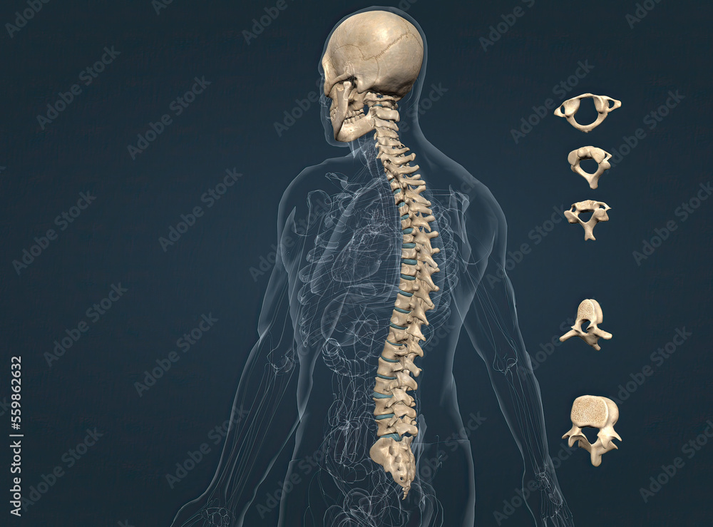 Structure of human skull and spinal column Stock Illustration | Adobe Stock