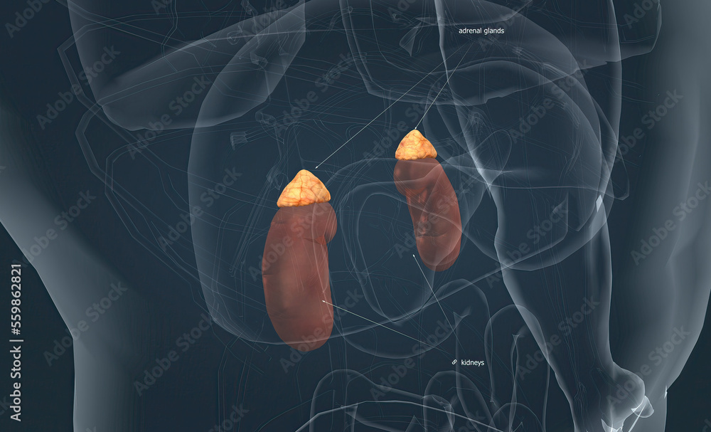 Does The Adrenal Gland Produce Epinephrine at Ellen Unger blog