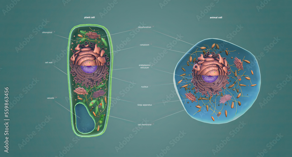 The structure of Plant and Animal Cells Stock Illustration | Adobe Stock