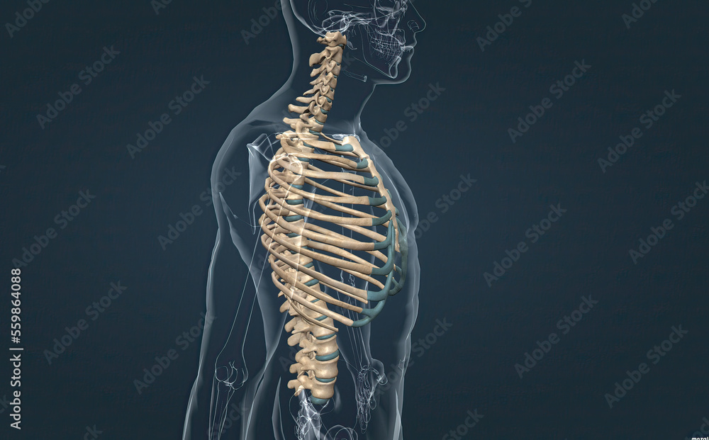 The bones of the rib cage are the thoracic vertebrae, twelve pairs of ...