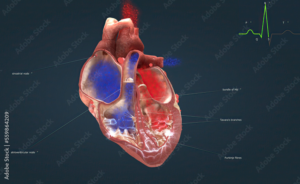 Cardiac Conduction The heart conduction system is the network of nodes ...