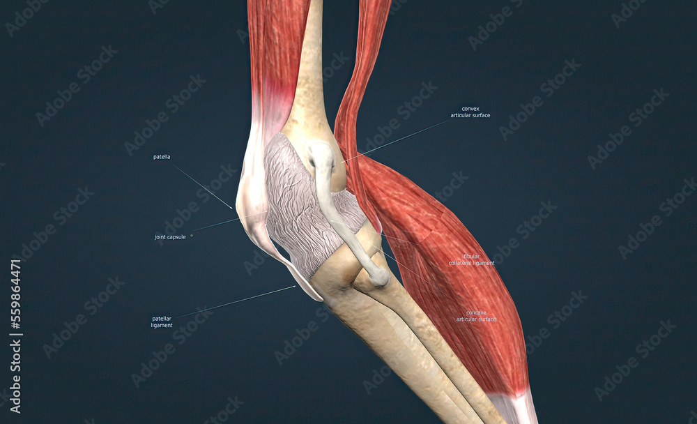 Knee joint anatomy, different structures in and around the knee. Stock ...