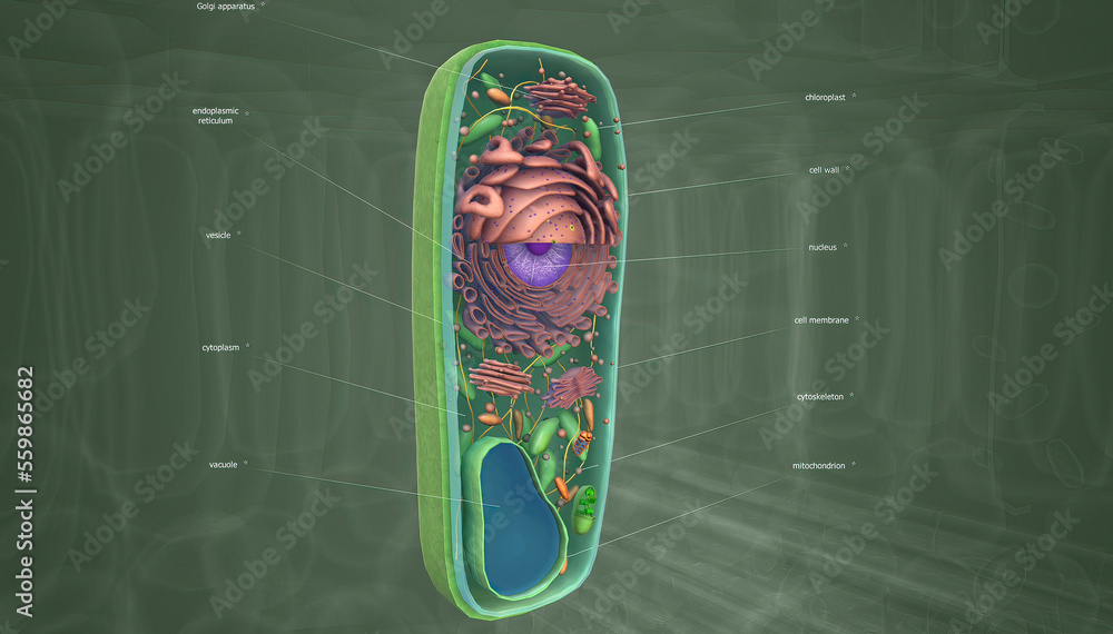 The cell is the basic unit of life. Plant cells are surrounded by a ...
