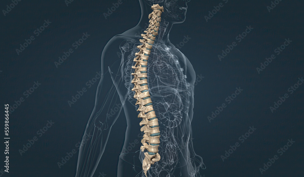 The spinal cord lies inside the spinal column, which is made up of 33 ...