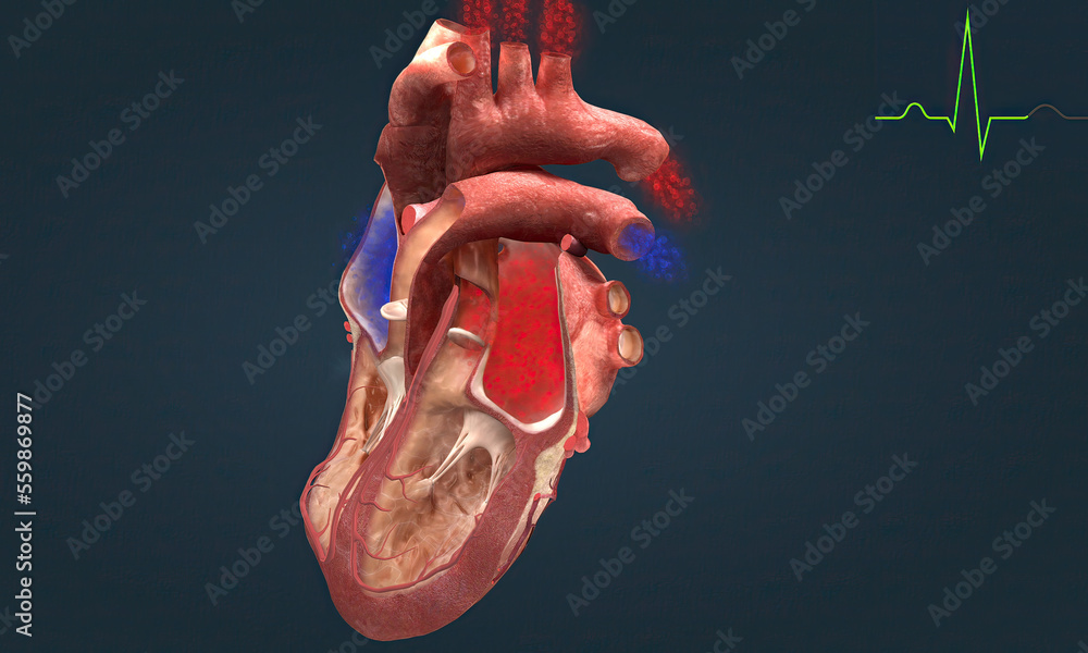 Cardiac Conduction The heart conduction system is the network of nodes ...