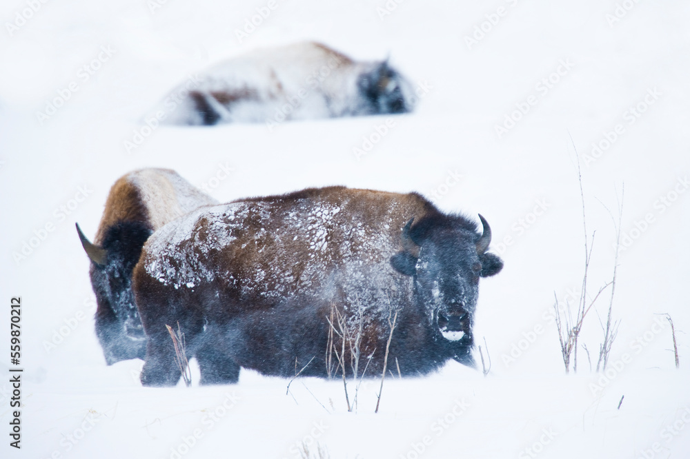 Bison in a snow storm in winter cold with their coats covered in snow ...