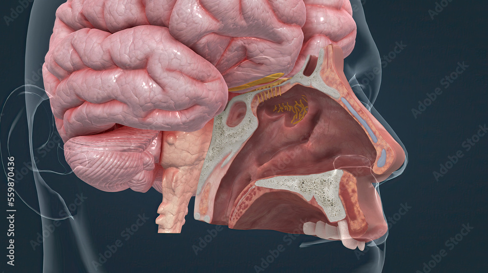 The olfactory bulb of the brain processes information from the ...