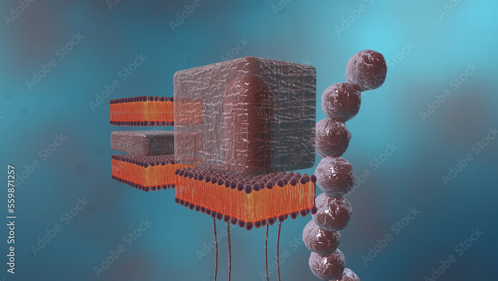 A cell wall is a structural layer surrounding some types of cells, just ...