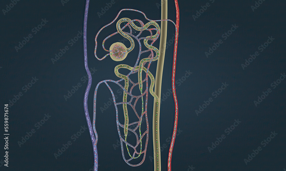 Nephron, the structure that actually produces urine in the process of ...