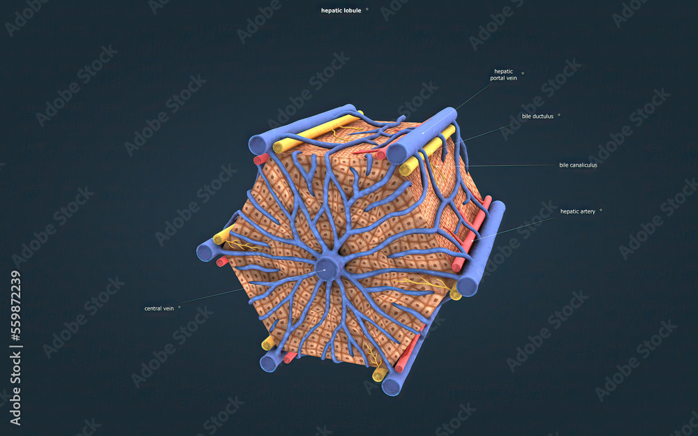 The hepatic lobule is the anatomic unit of the liver. Stock ...