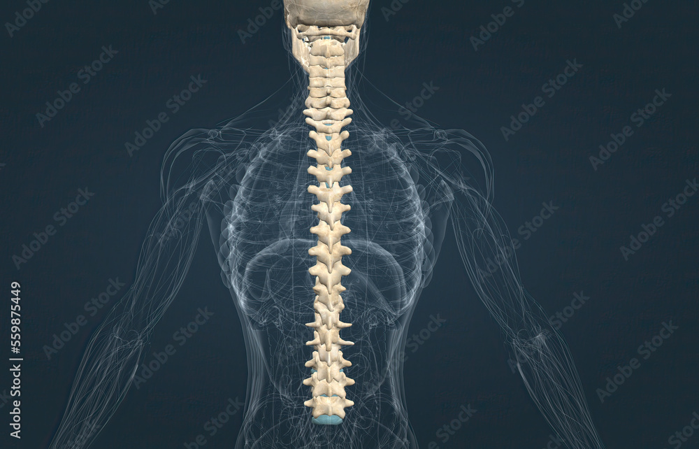The male spinal column extends from the skull to the pelvis and is made ...
