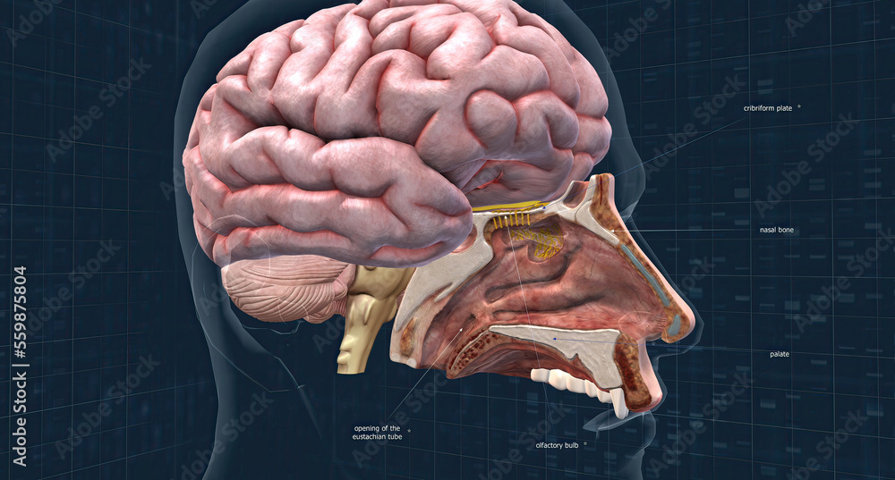 Olfactory organ there are two olfactory bulbs on the bottom side of the ...