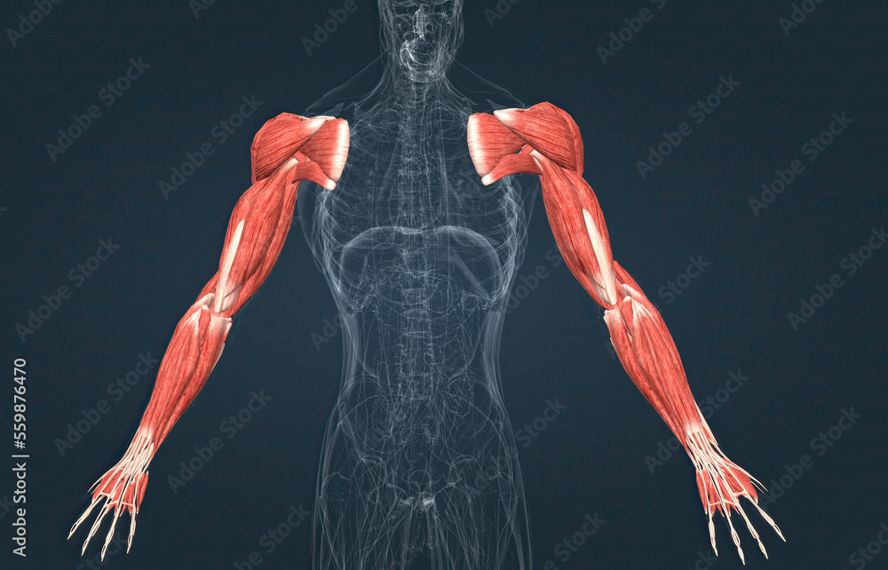 Male the pectoralis major, latissimus dorsi, deltoid, and rotator cuff ...