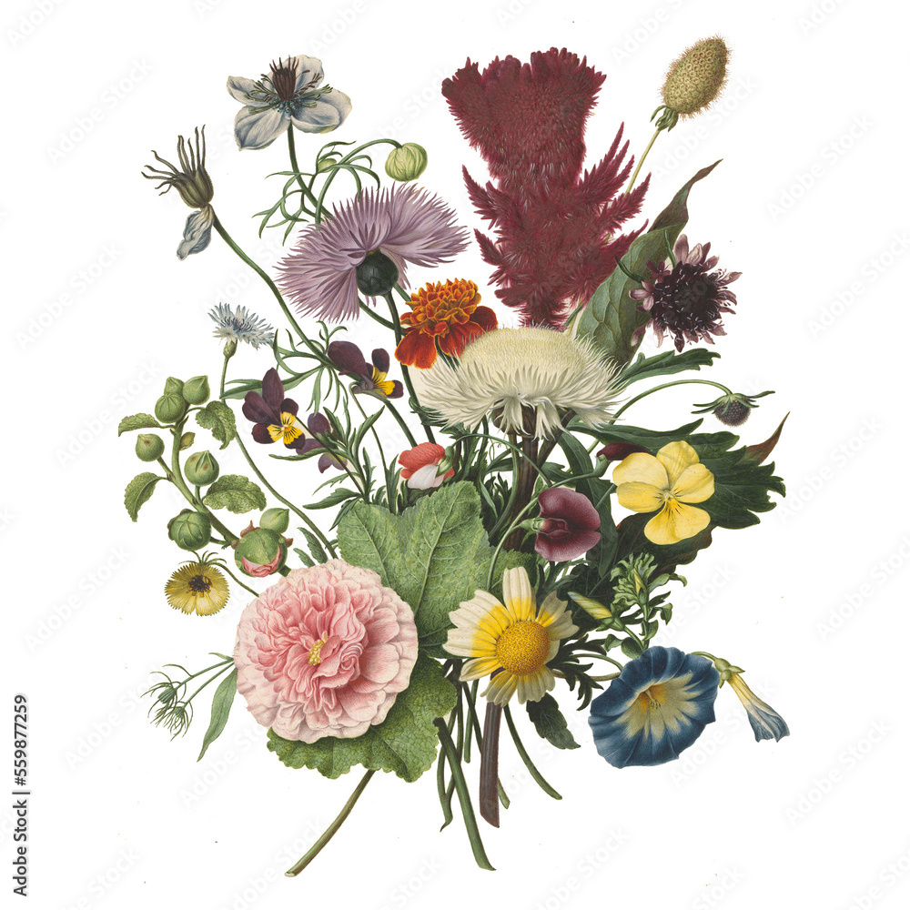 Botanical illustration of different types of flowers on a white ...