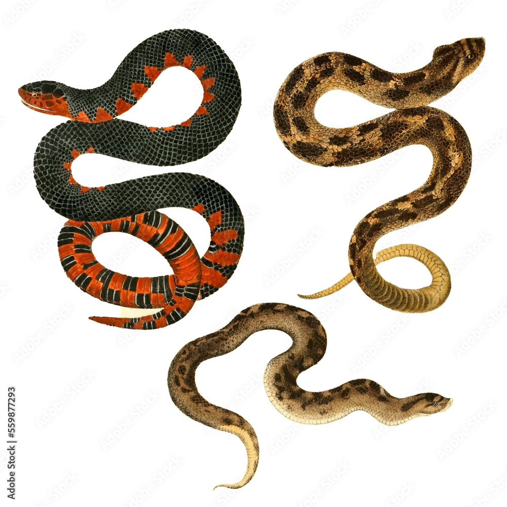 Botanical illustration of different types of snakes on a white ...