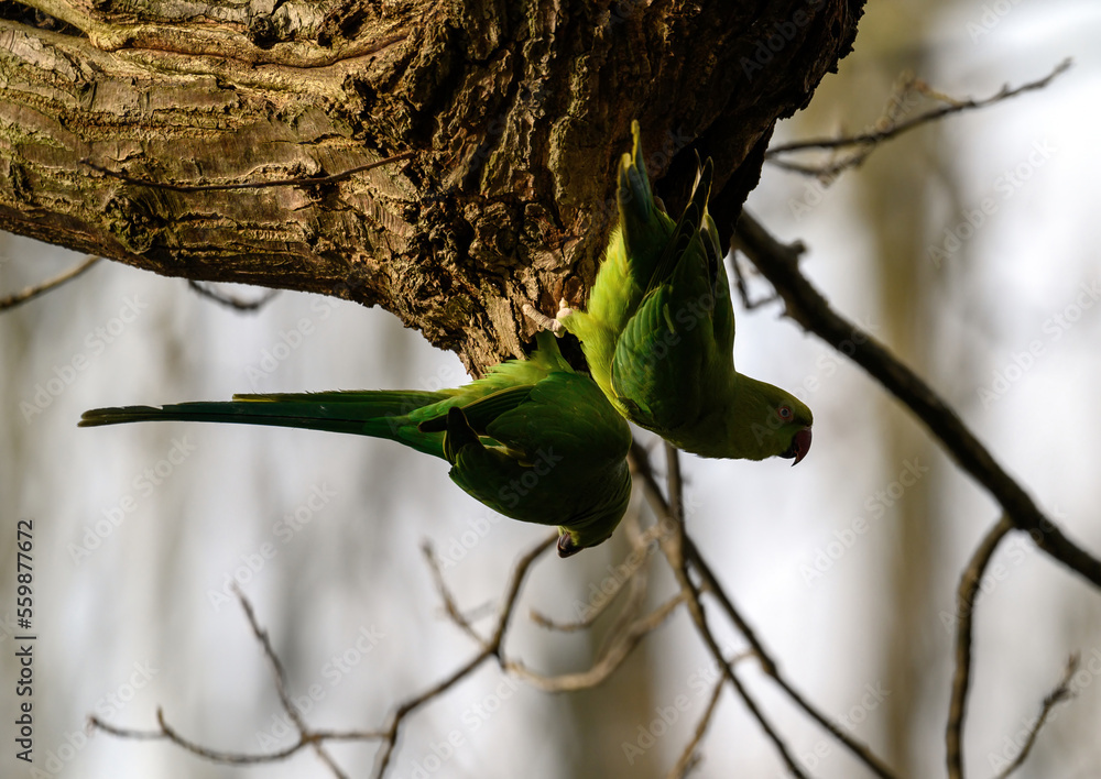 Ring-necked parakeets in Kelsey Park, Beckenham, Kent. The green ...