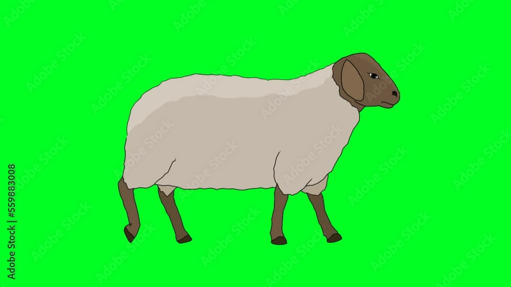 (Green screen animation) Walking cycle of 2D sheep character. Chroma ...