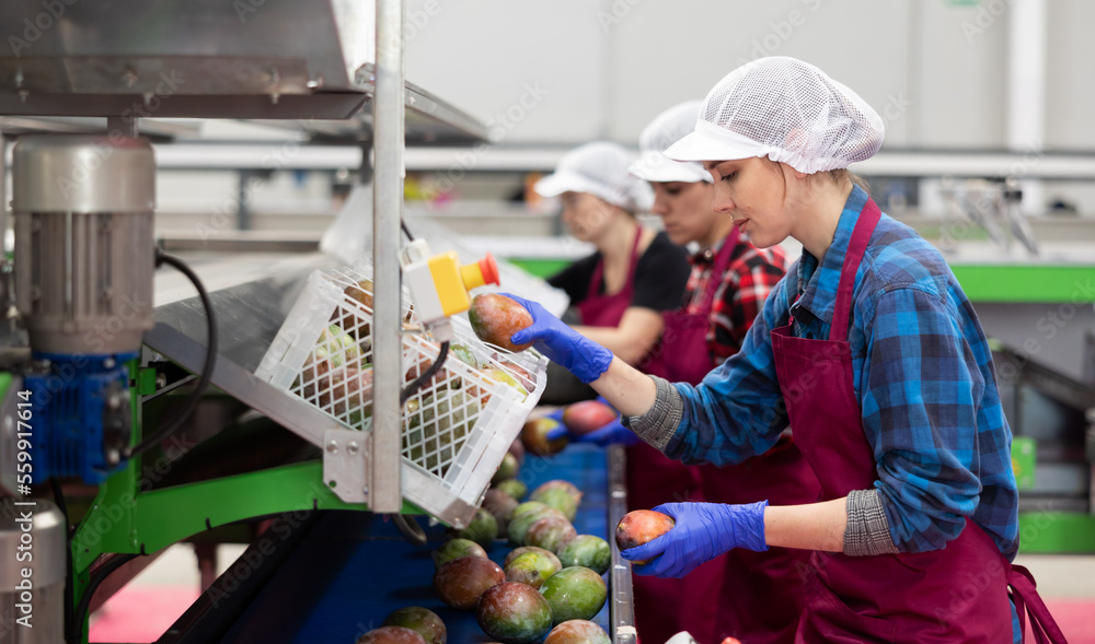 Focused skilled young female worker of fruit processing factory ...