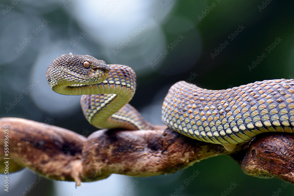 Mangrove Pit-viper in defense position Stock Photo | Adobe Stock