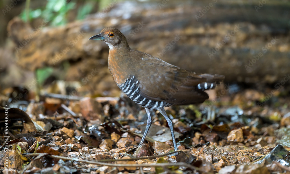 Slaty-legged Crake The mouth is thicker and longer. wings without ...