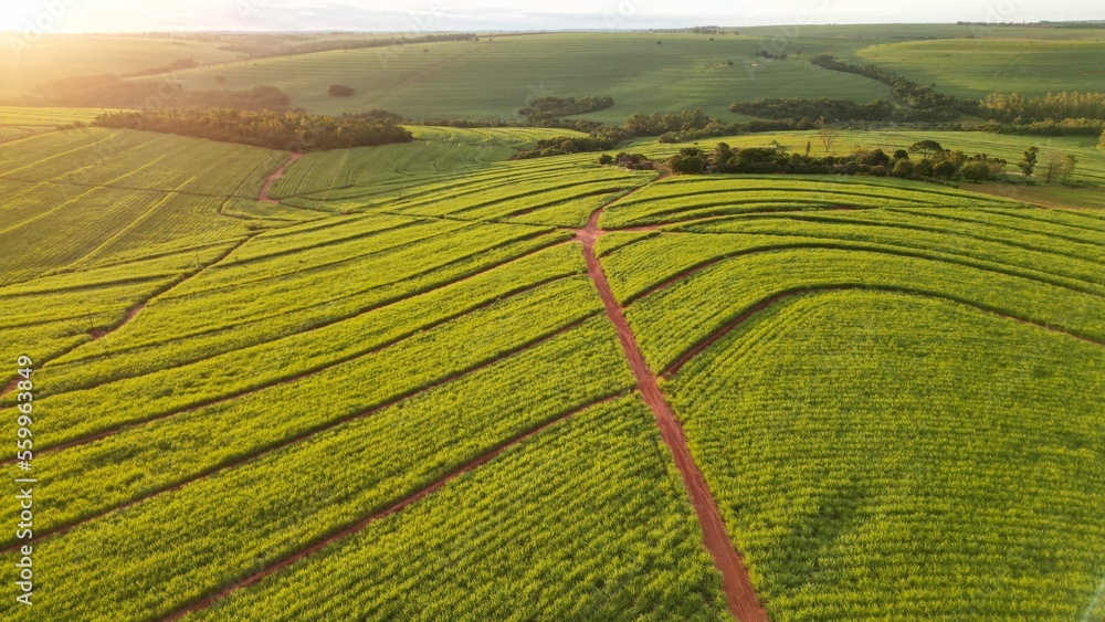 Sugar cane hasvest plantation aerial. Aerial top view of a agriculture ...