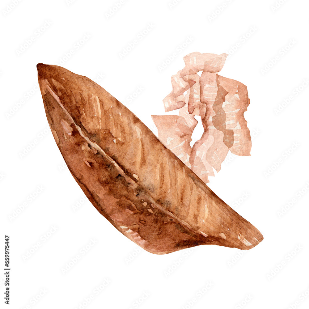 鰹節 かつお節 出汁 ダシ 和食 水彩 イラスト Stock-Illustration | Adobe Stock