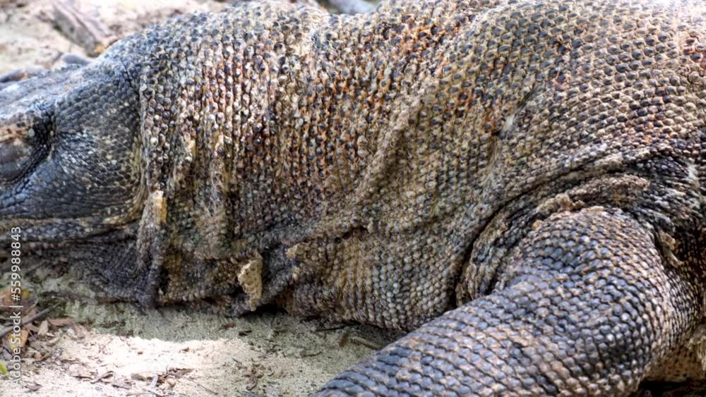 Large Komodo Dragon sleeping on the beach covered in red ants, close up ...