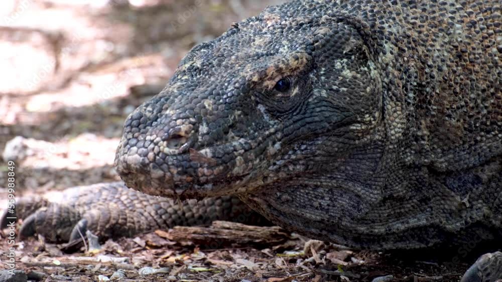 Giant Komodo Dragon looking around at its surroundings, breathing, and ...