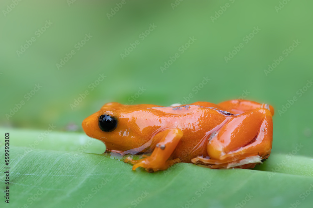 Golden mantella, (Mantella aurantiaca). Small terrestrial frog endemic ...