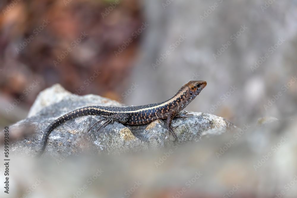 Zonosaurus laticaudatus, the western girdled lizard, is a species of ...