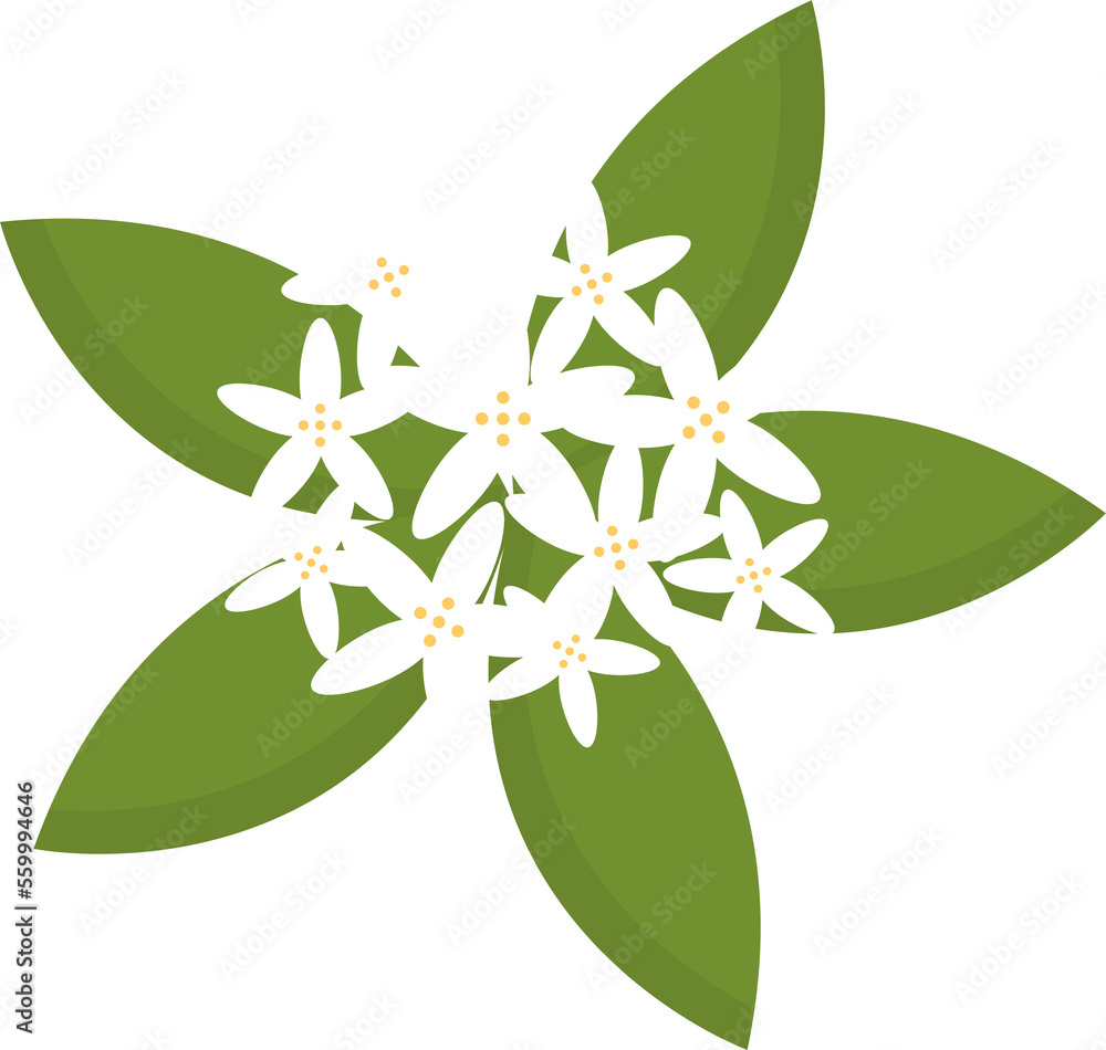 Cartoon comic vector of pomelo flower Stock Illustration | Adobe Stock