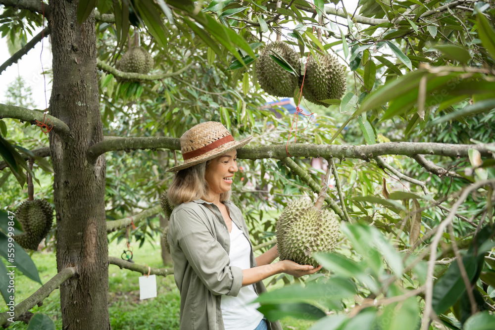 Happy young asian woman farmer holding durian in durian plantation ...
