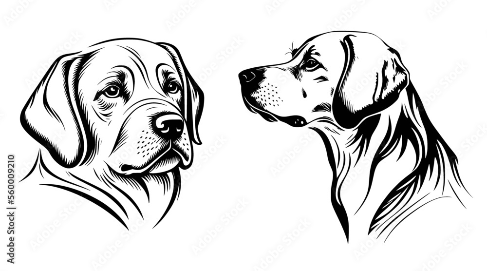 Cute and stoic golden retriever dog from two angles. Vector image of a ...