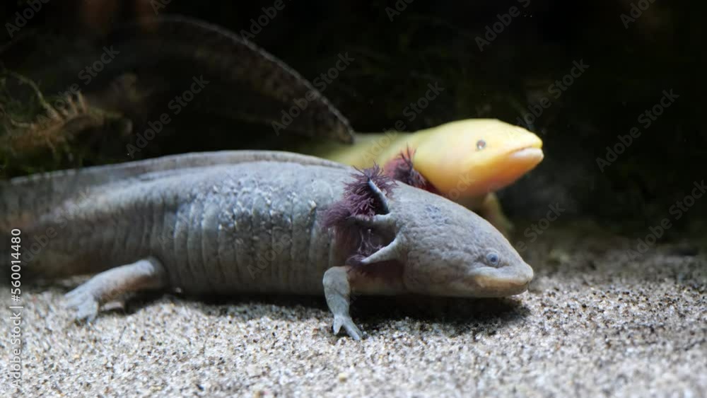The axolotl (Ambystoma mexicanum), paedomorphic salamanders, critically ...