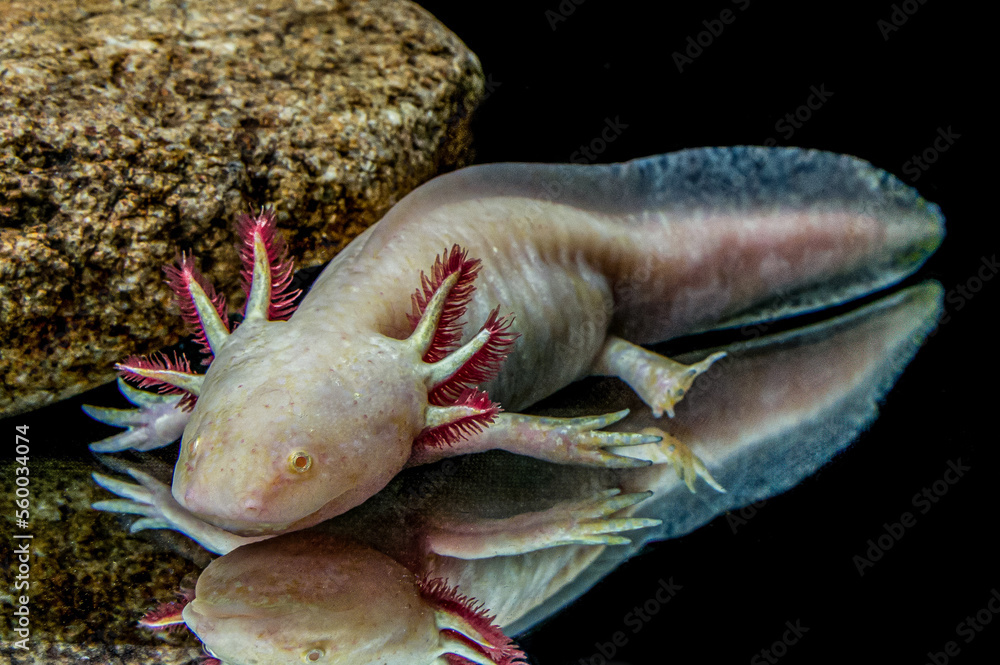 Albino-Axolotl im Aquarium Stock Photo | Adobe Stock